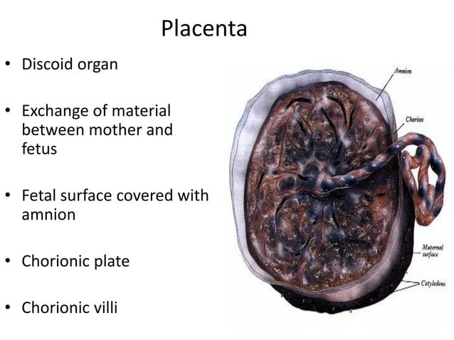 Female reproductive system -II (Uterus,Mammary Gland & Placenta) | PPT