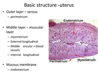 Female reproductive system -II (Uterus,Mammary Gland & Placenta) | PDF ...