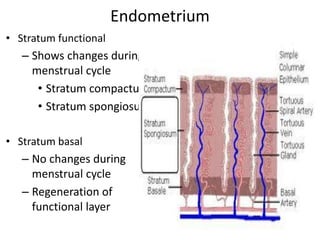 Stratum Basalis Endometrium