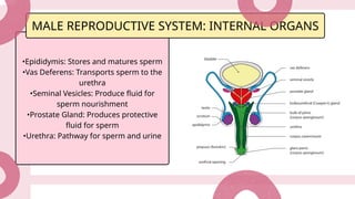 Female Reproductive System Biology Presentation in a Pink Bold Style.pptx
