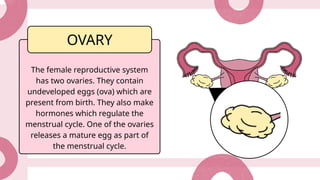 Female Reproductive System Biology Presentation in a Pink Bold Style.pptx