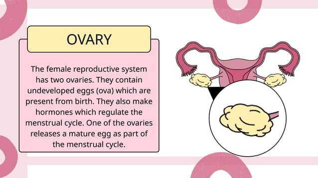 Female Reproductive System Biology Presentation in a Pink Bold Style.pptx