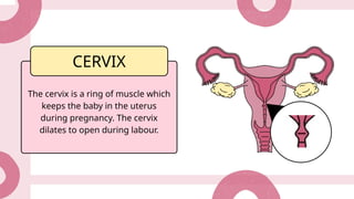 Female Reproductive System Biology Presentation in a Pink Bold Style.pptx