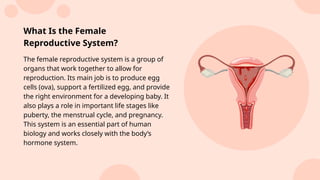 Female Reproductive System Educational Presentation Pink Minimalist ...