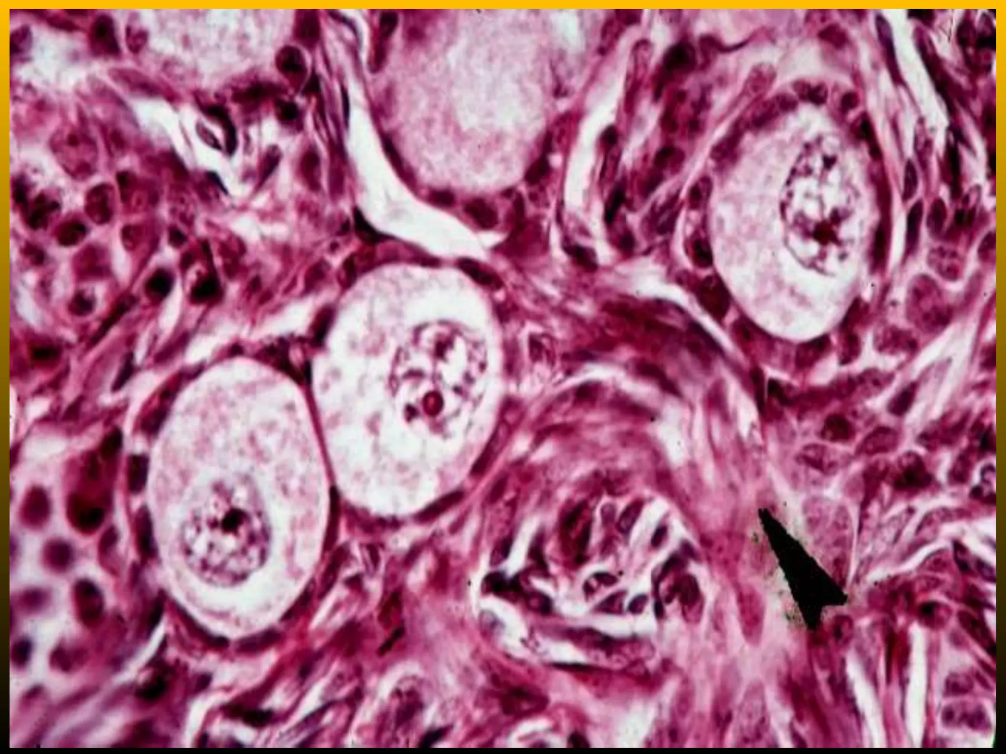 Female reproductive system histology .pptx