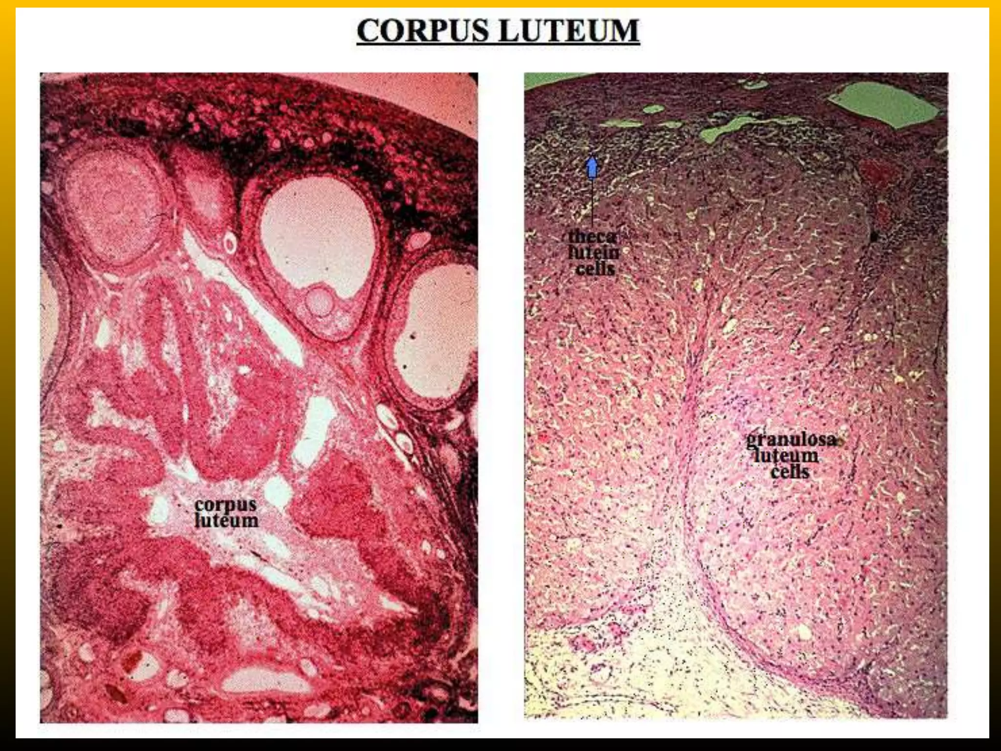 Female reproductive system histology .pptx