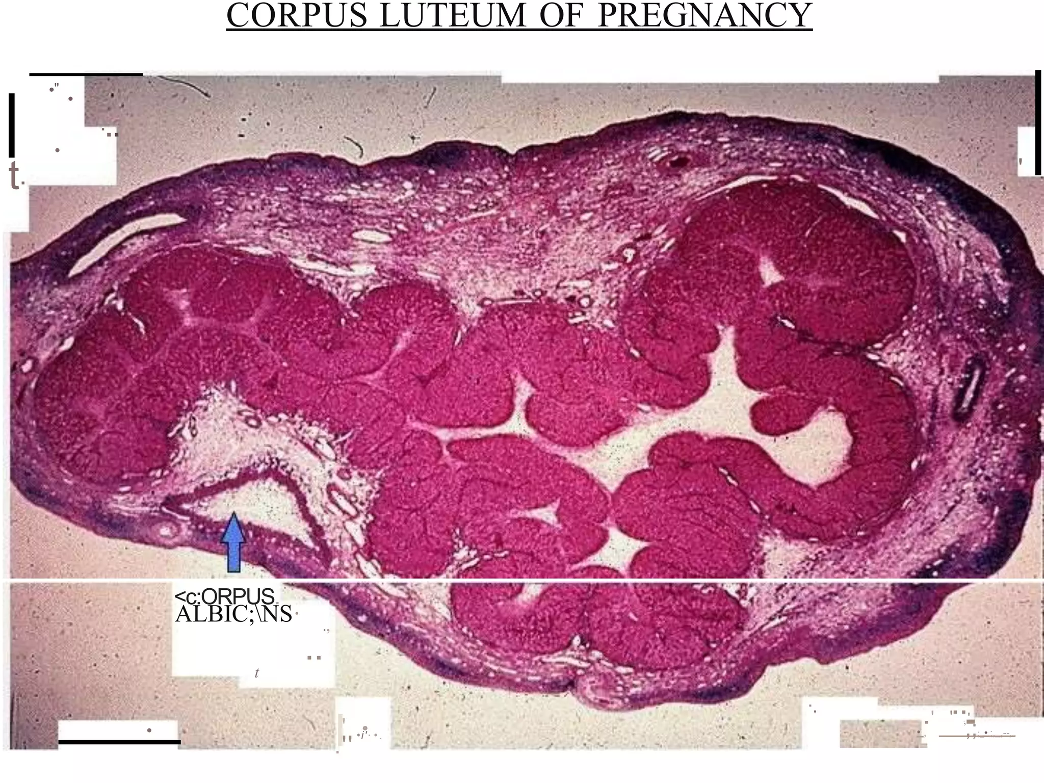 Female reproductive system histology .pptx