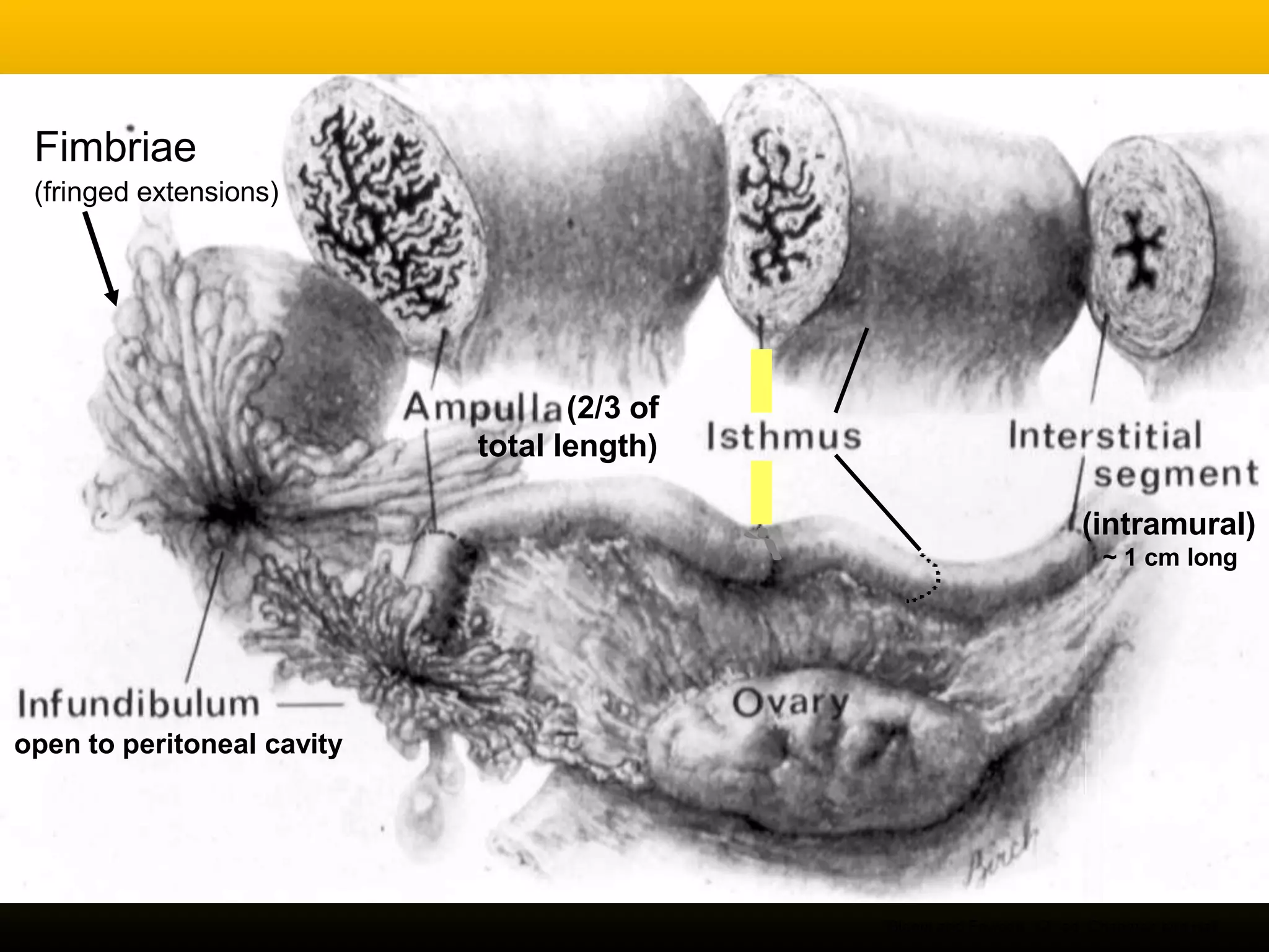 Female reproductive system histology .pptx | Pregnancy | Reproductive Health