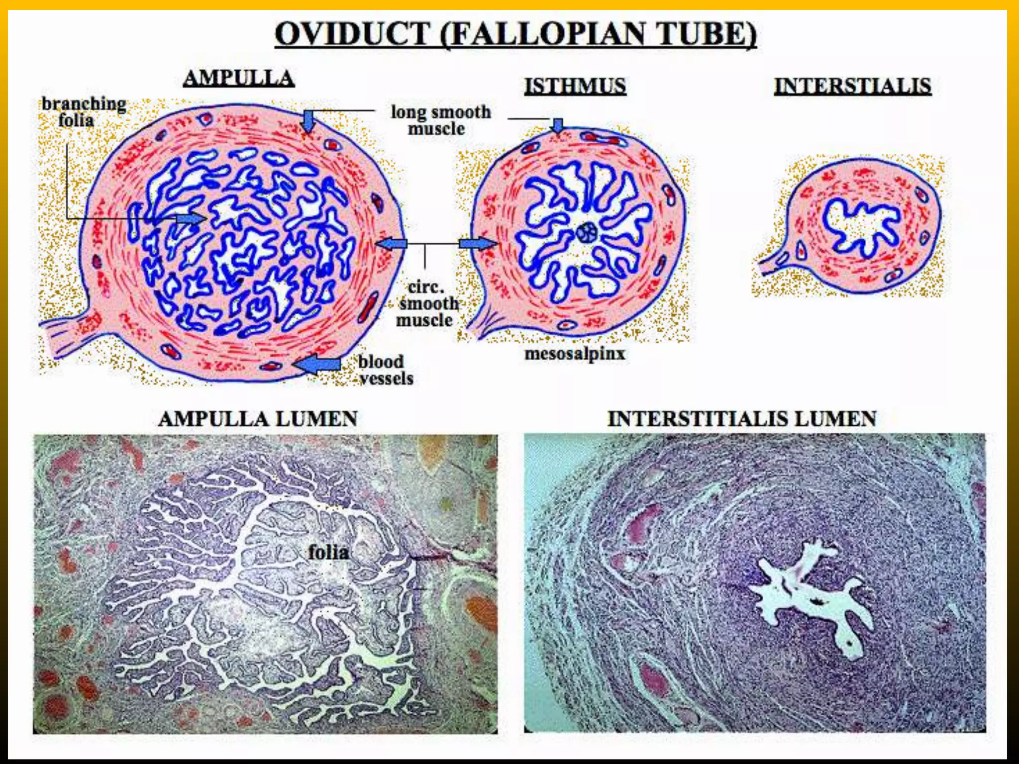 Female reproductive system histology .pptx | Pregnancy | Reproductive Health