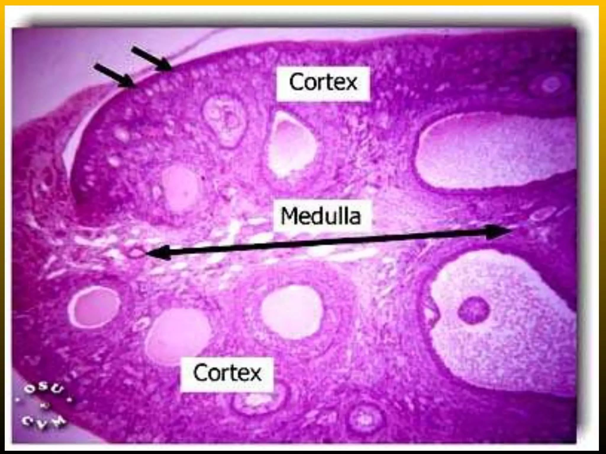 Female reproductive system histology .pptx