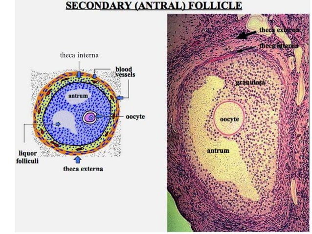 Female reproductive system histology .pptx | Pregnancy | Reproductive Health