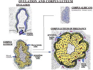 Female reproductive system histology .pptx