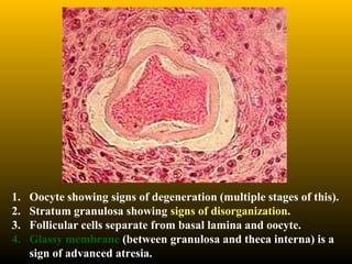 Female reproductive system histology .pptx