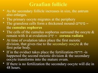 Female reproductive system histology .pptx