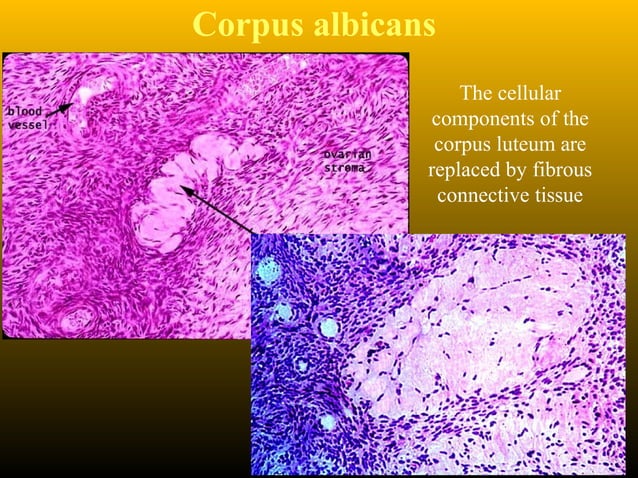 Female reproductive system histology .pptx