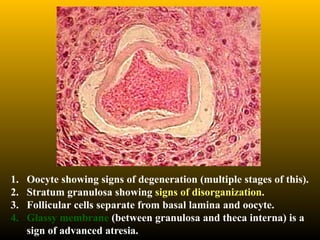 Female reproductive system histology .pptx
