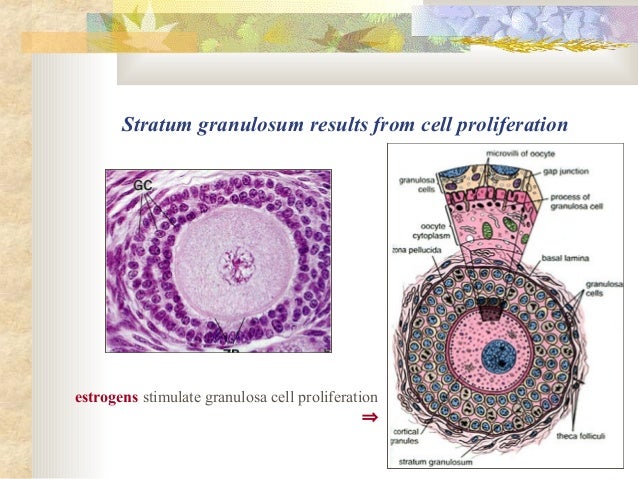 Female Reproductive System I