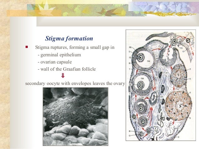 Female Reproductive System I