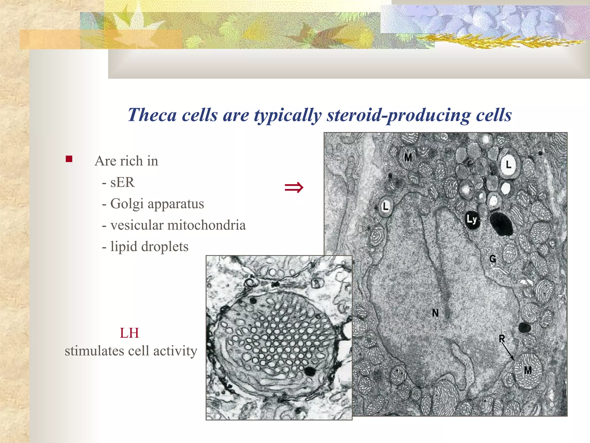 Female reproductive system | PPT