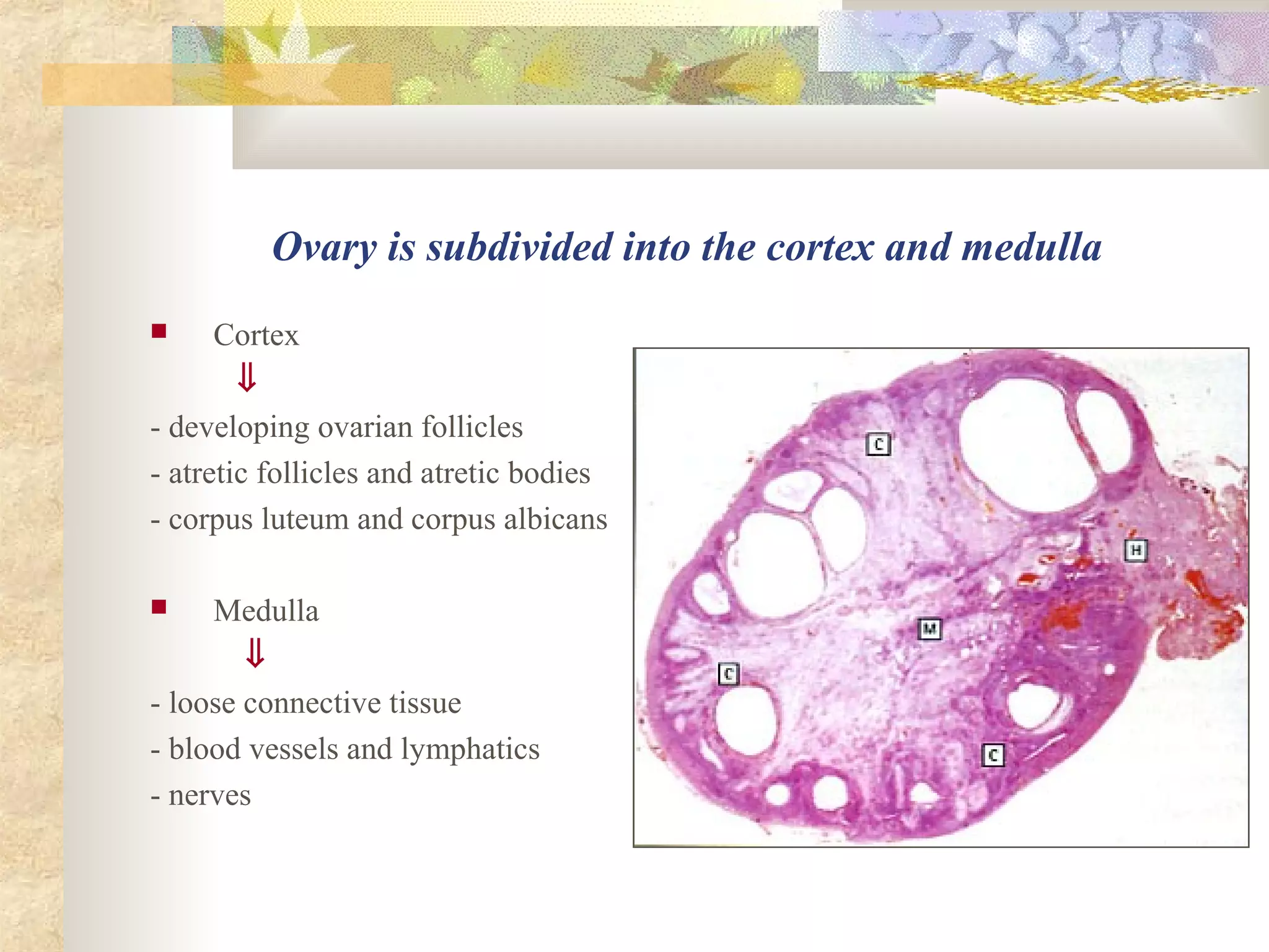 Female reproductive system | PPT