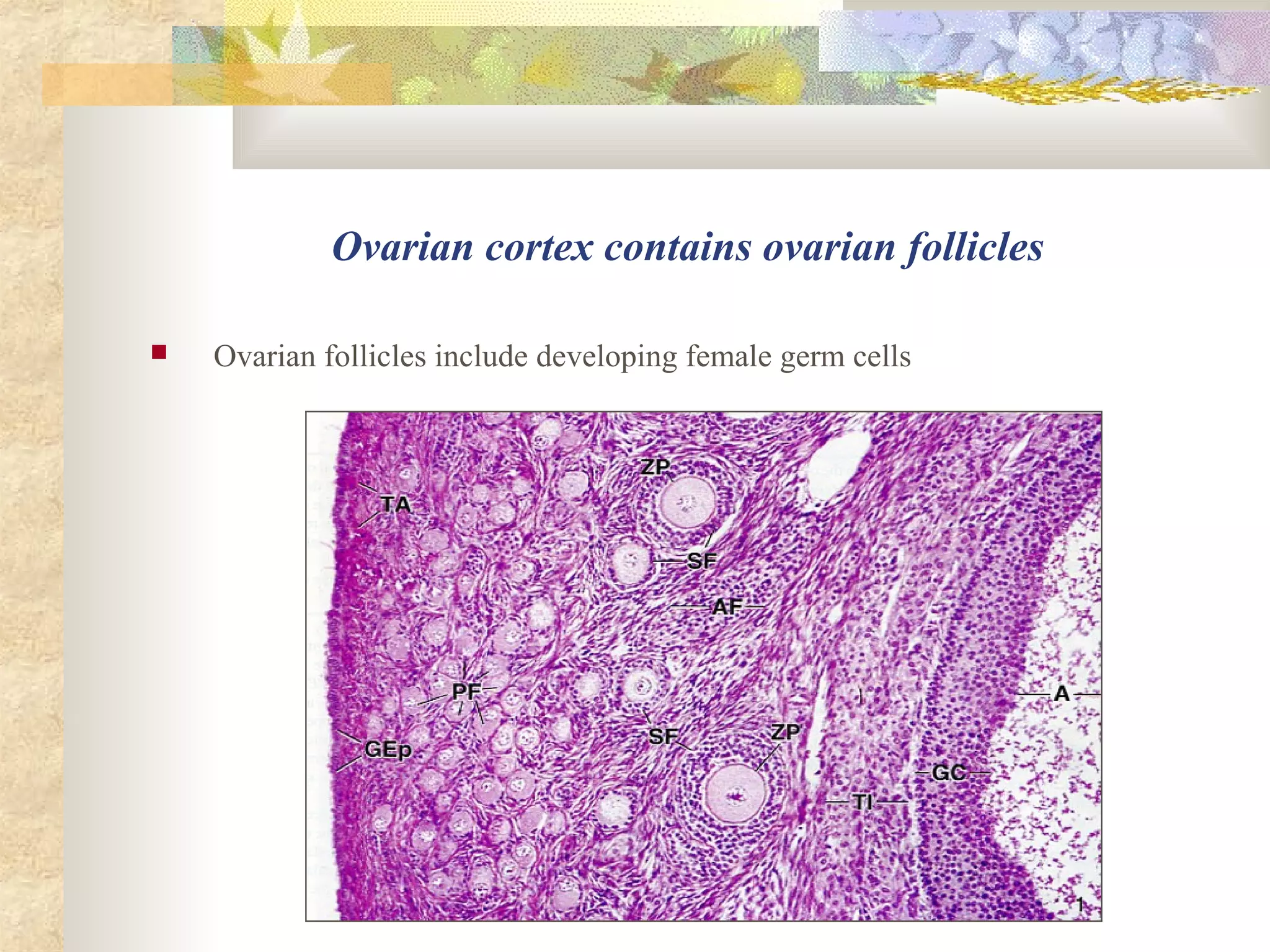 Female reproductive system | PPT