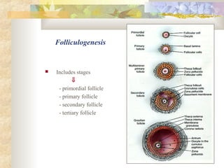 Female reproductive system | PPT