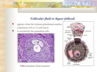 Female reproductive system | PPT