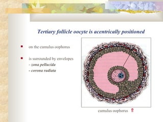 Female reproductive system | PPT
