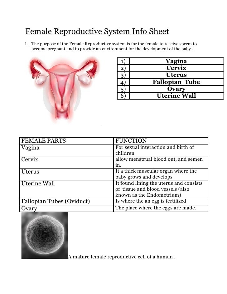 Female Reproductive Systems Functions Sheet