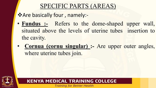 FEMALE REPRODUCTIVE SYSTEM INT AND EXT GENITALIA.pdf