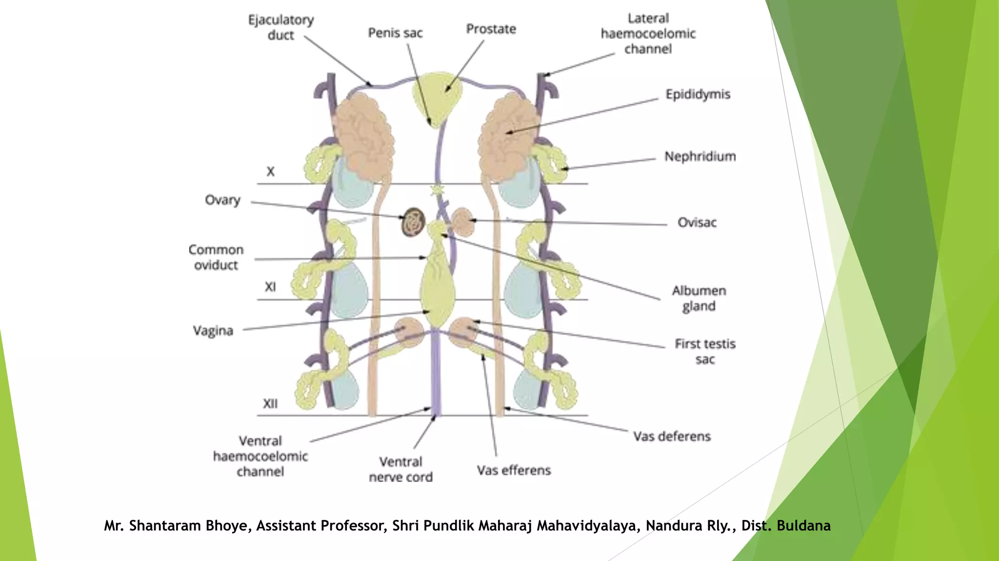 Female Reproductive System of Cattle Leech.pptx