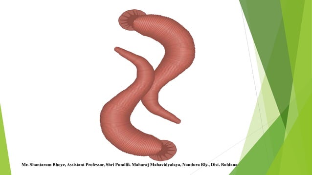 Female Reproductive System of Cattle Leech.pptx
