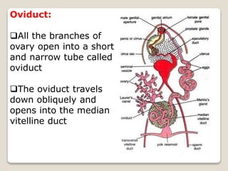 Female reproductive system of fasciola hepatica | PPTX