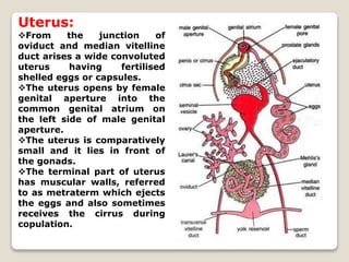 Female reproductive system of fasciola hepatica | PPTX