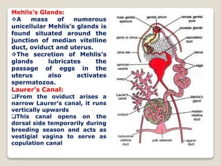 Female reproductive system of fasciola hepatica | PPTX