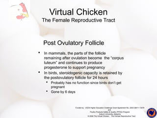 Female reproductive system poultry..pptx