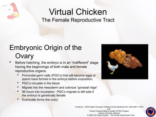 Female reproductive system poultry..pptx
