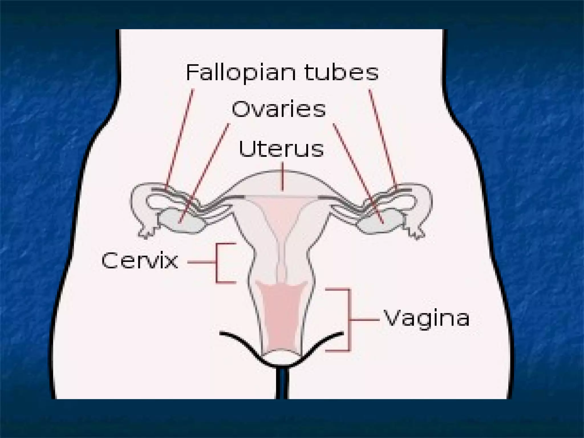 Female Reproductive System Presentation Ppt 0286