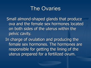 Female reproductive system presentation | PPT
