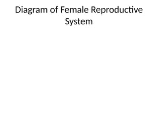 Female_Reproductive_System_Presentation (1).pptx