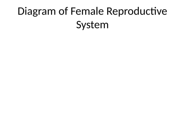 Female_Reproductive_System_Presentation (1).pptx