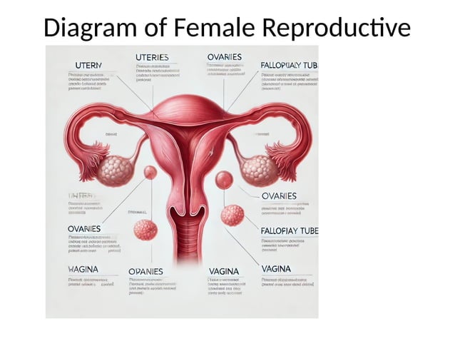 Femalereproductivesystempresentation 1pptx 7264