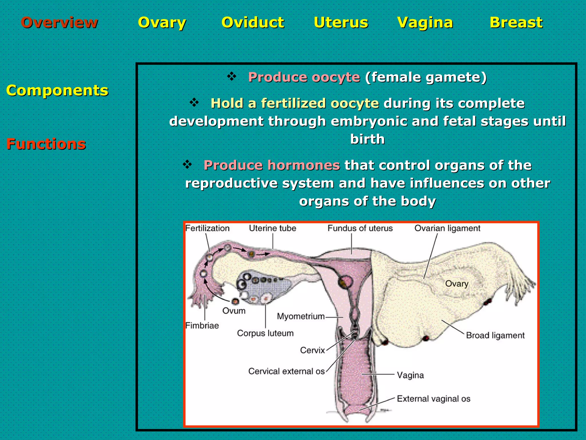Female reproductive systems | PPT