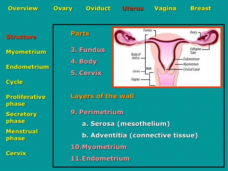 Female reproductive systems