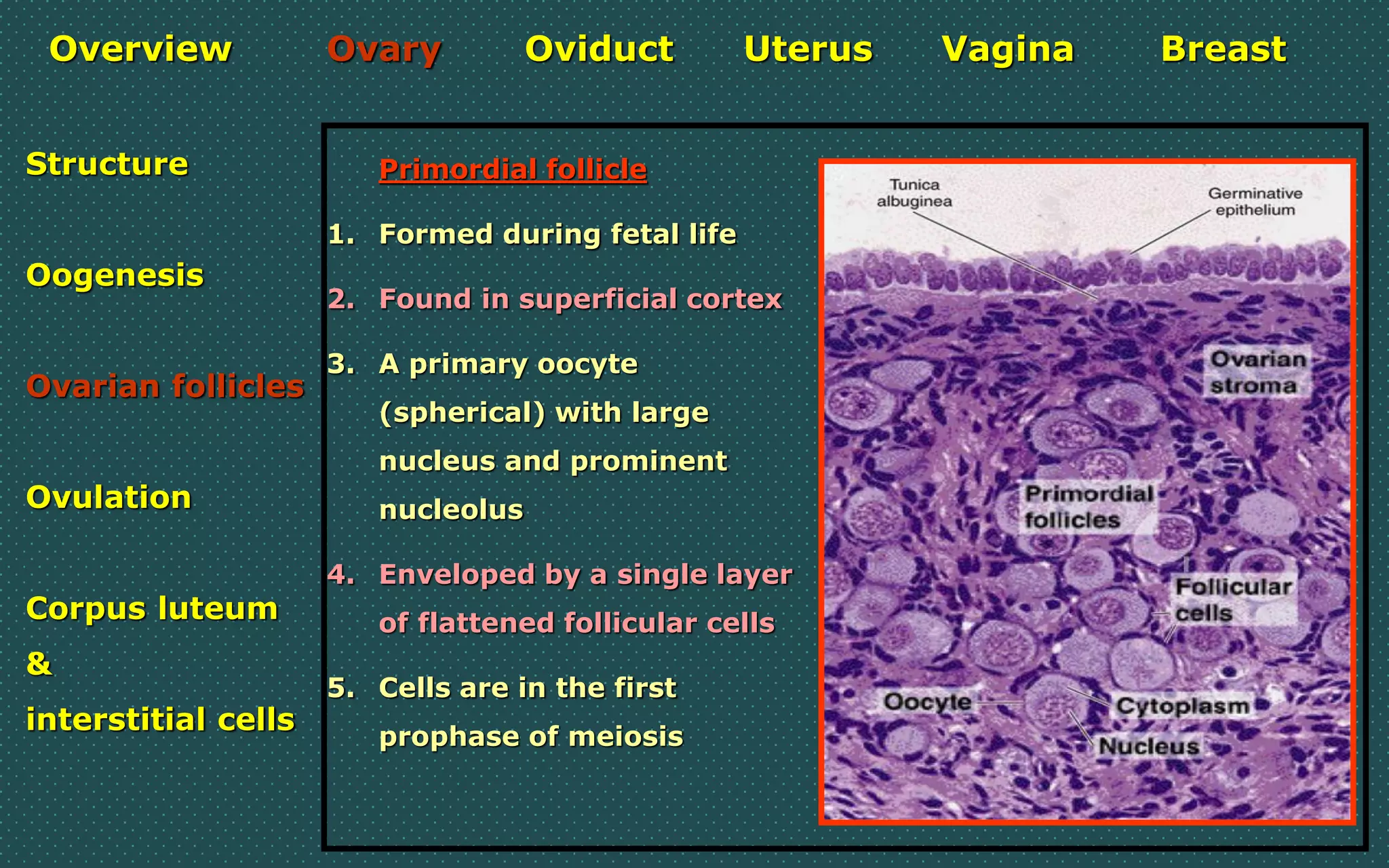 Female reproductive system | PDF