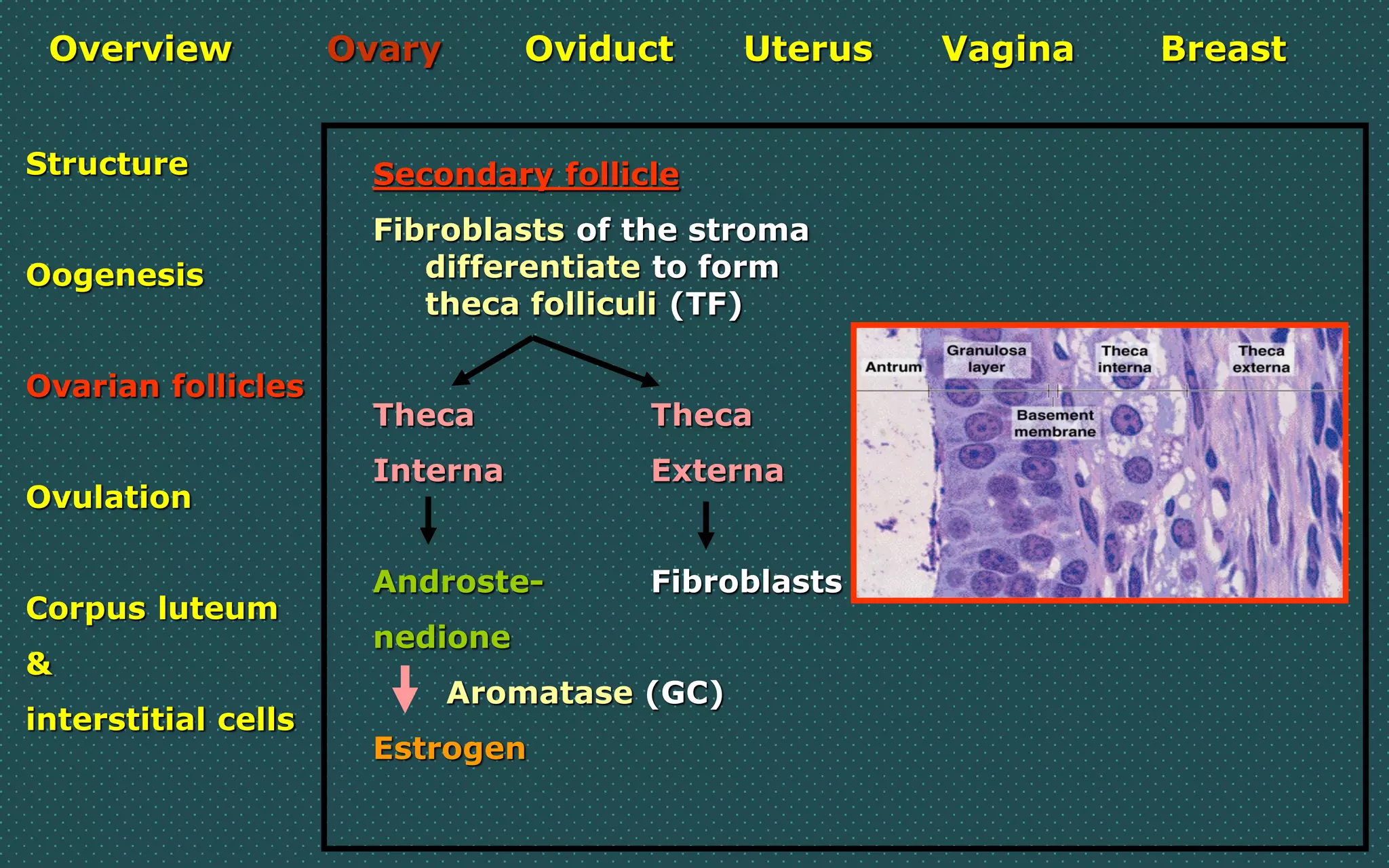 Female reproductive system | PDF
