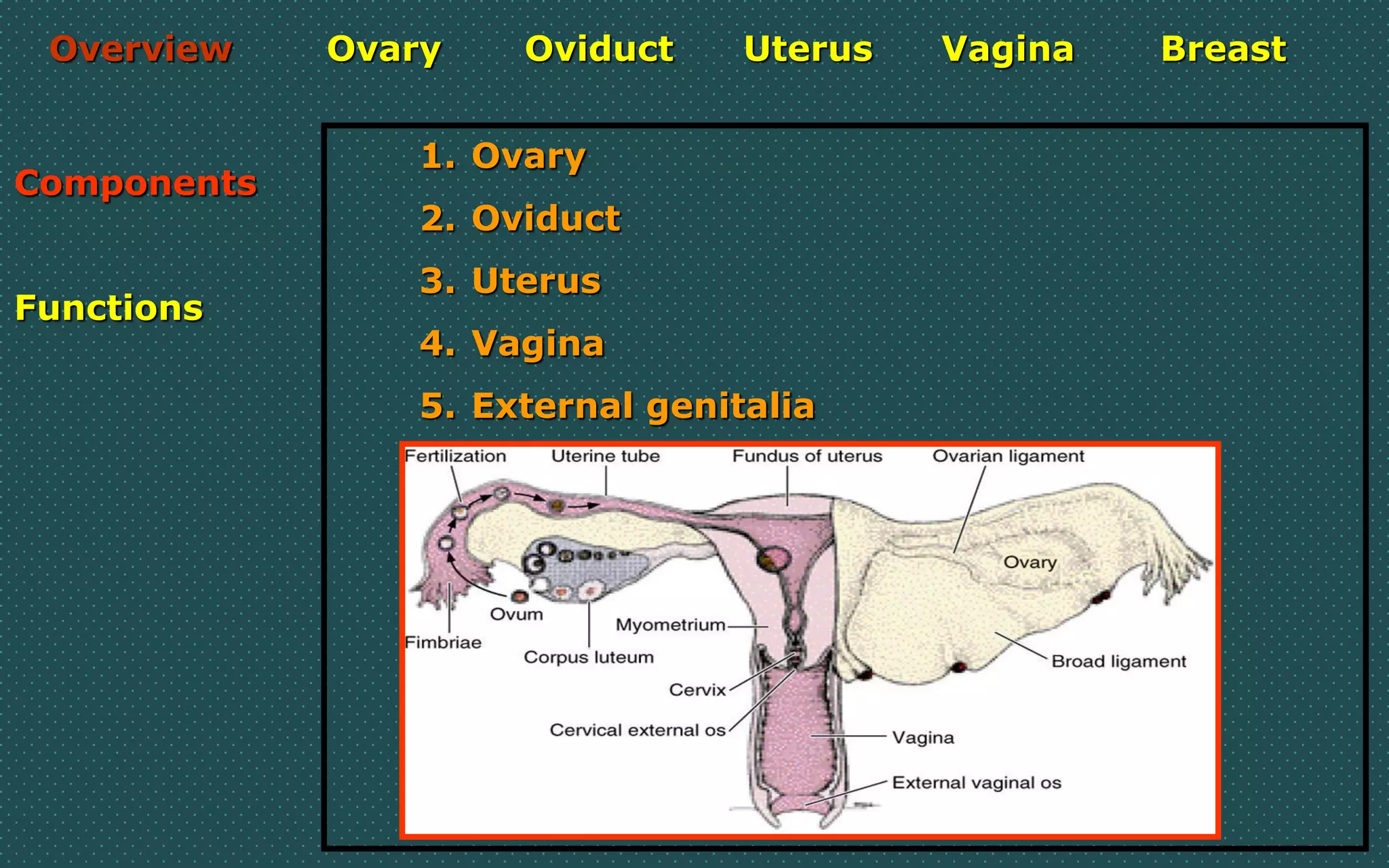 Female reproductive system | PDF