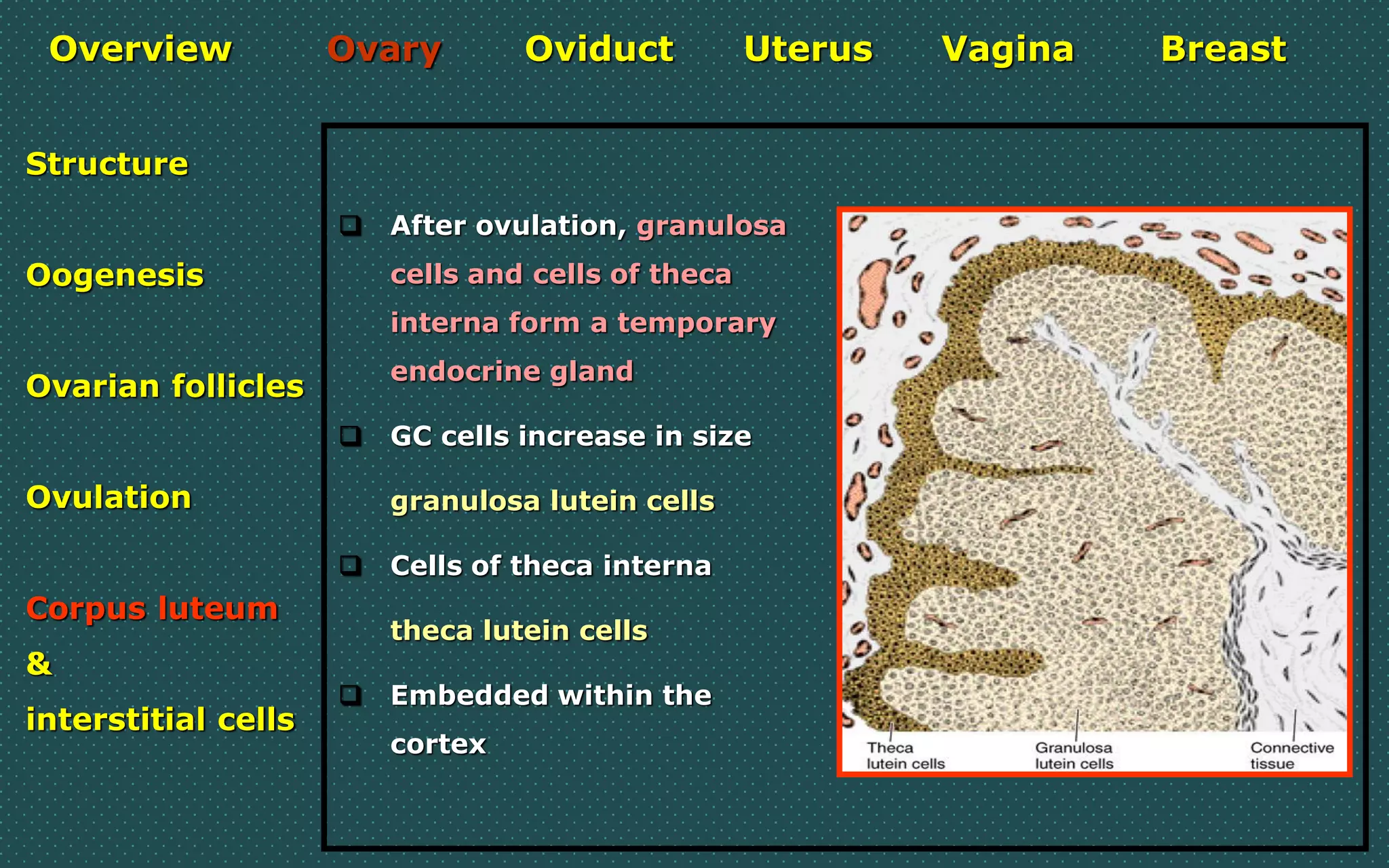 Female reproductive system | PDF