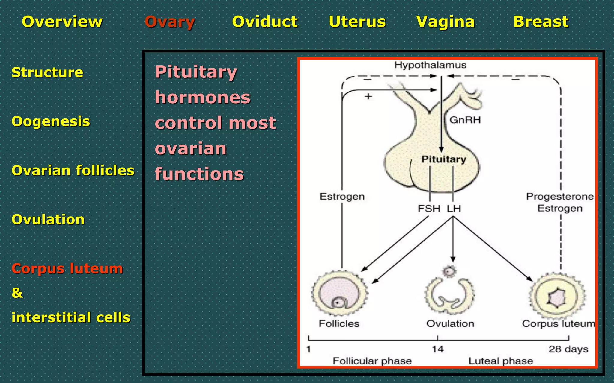 Female reproductive system | PDF