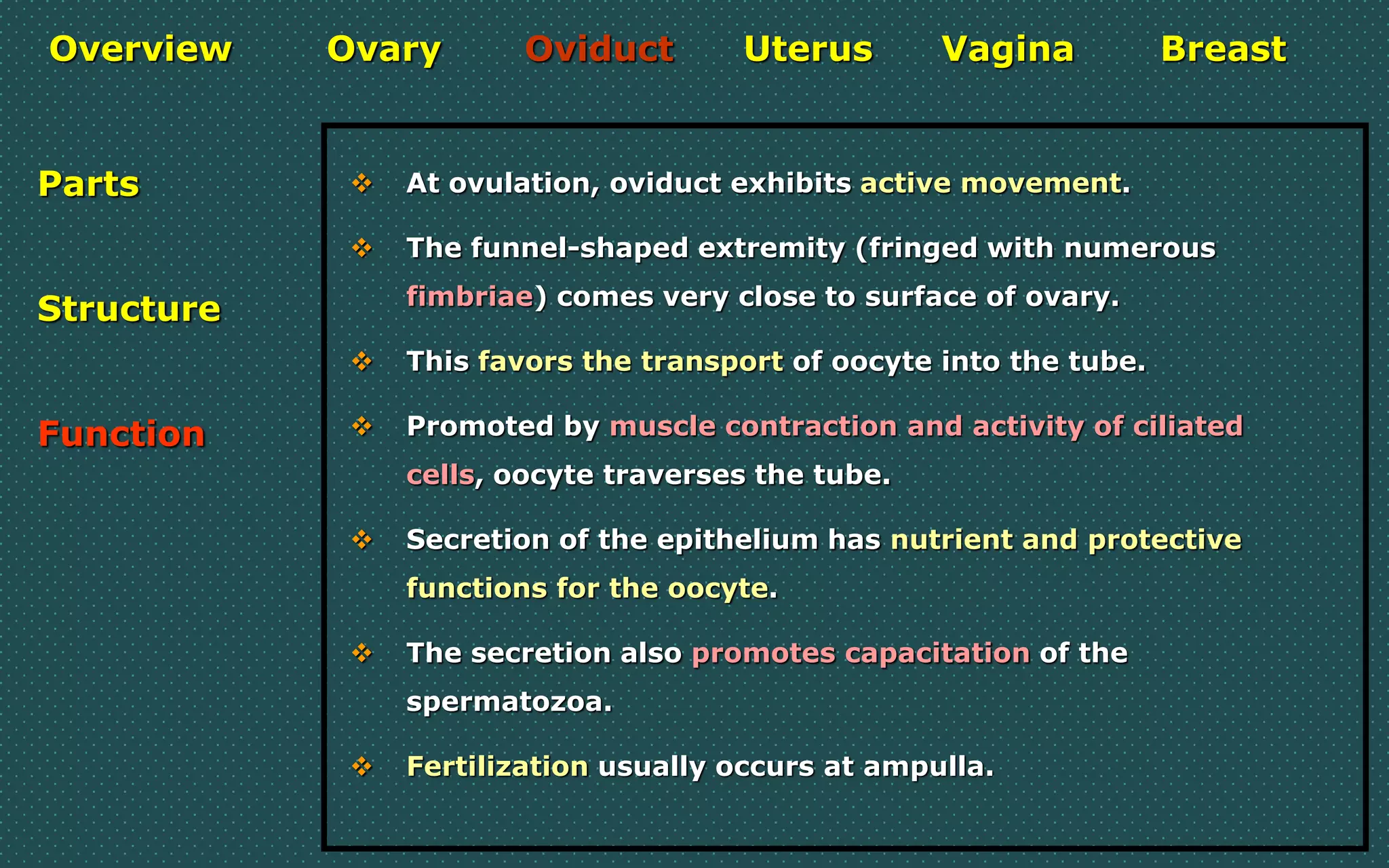 Female reproductive system | PDF